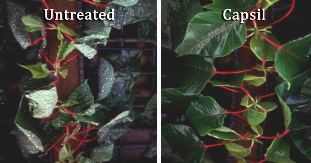 Greenhouse Tip: Apply CapSil to Protect Poinsettia Clippings - Beyond ...